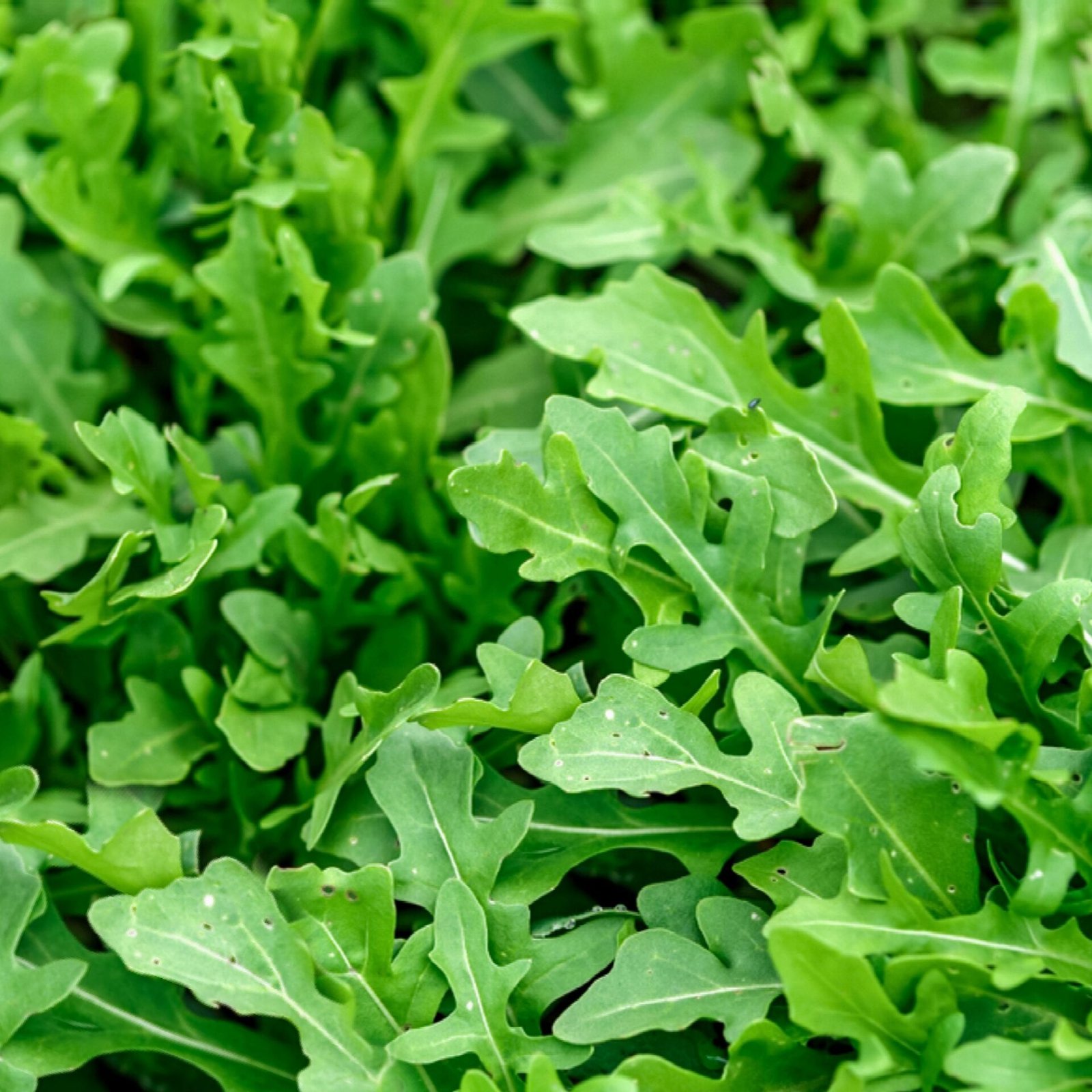 Do you know the benefits of Arugula Oil?